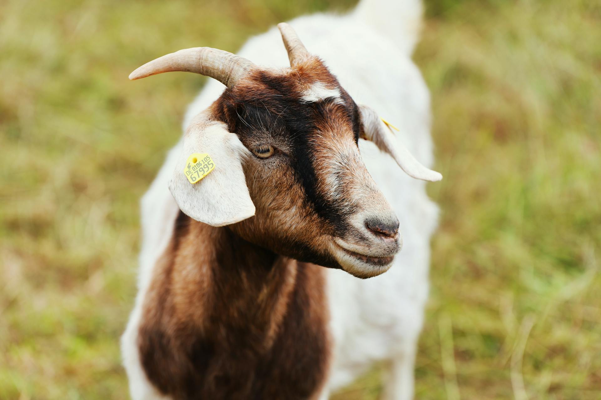 Chèvre boer - Corsica Zoo – Parc Animalier en Corse | Nature & Découverte