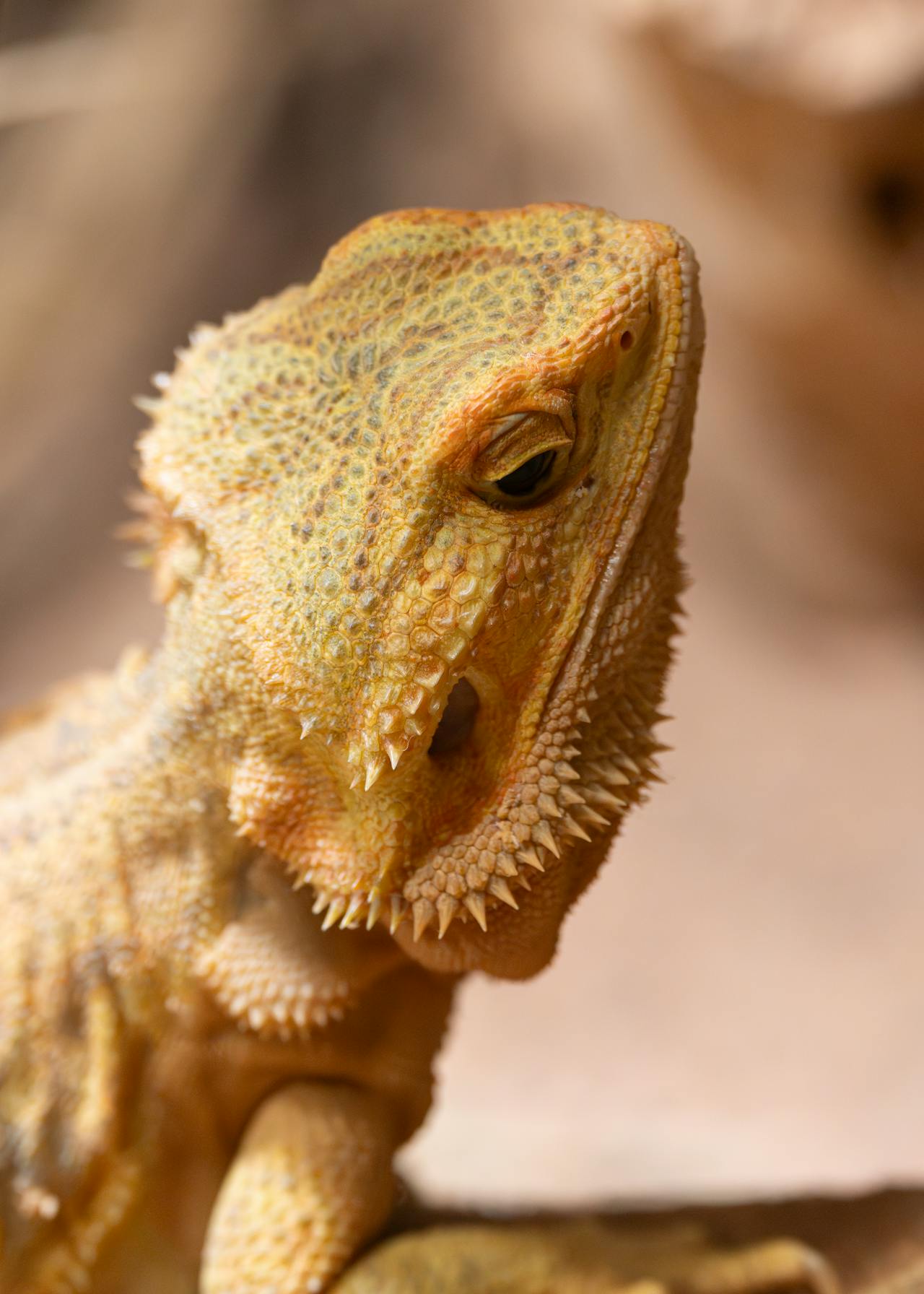 Agame Barbu - Corsica Zoo – Parc Animalier en Corse | Nature & Découverte